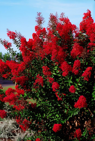 Lagerstroemia Red Imperator - lagerstroemia indyjska czerwona Red ...
